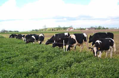 Ecologically-Managed Organic Farm Photos - Cornucopia Institute