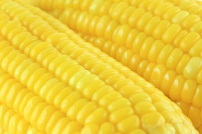 Obesity, Corn, GMOs - Cornucopia Institute