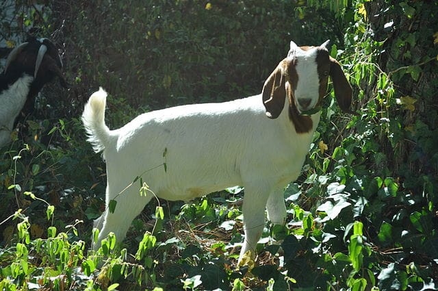 Goats Replace Herbicides at Historic Washington, DC Landmark ...