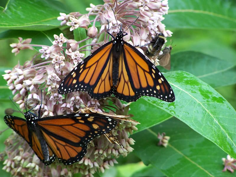 Neonicotinoid Pesticide Implicated in Monarch Butterfly Declines ...