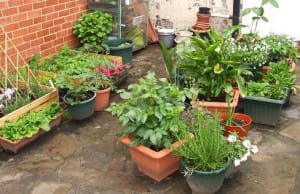 The Dark Side of Urban Farming - Cornucopia Institute