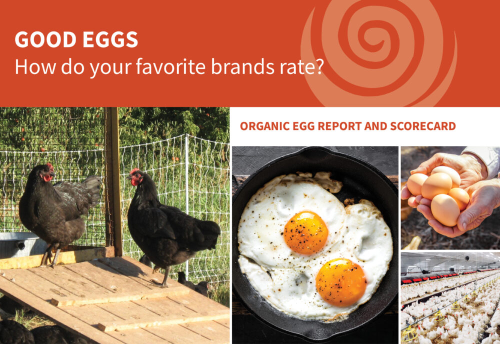 Organic Egg Report and Scorecard - Cornucopia Institute