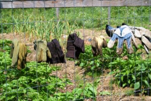 Agriculture Reborn in Puerto Rico - Cornucopia Institute