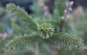 Organic Christmas Trees are Greener - Cornucopia Institute