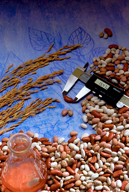 Open Source Seeds Licensed in Germany - Cornucopia Institute