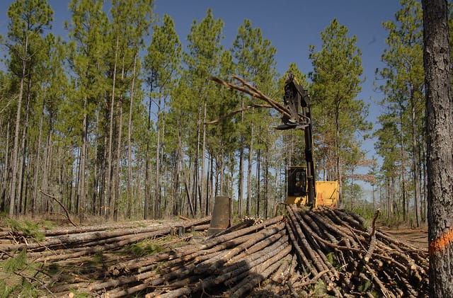 A Brief History of Wood Pulp in Food - Cornucopia Institute