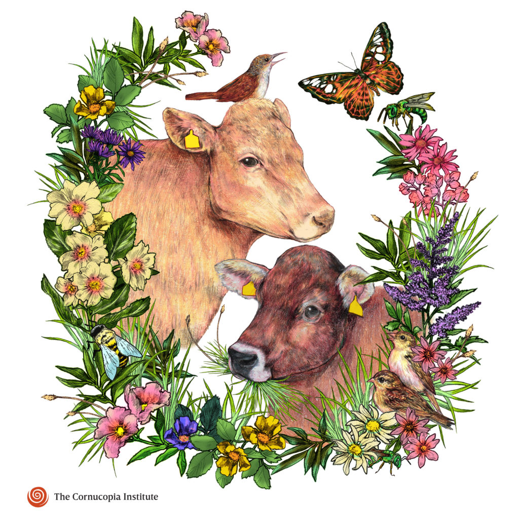 Organic Beef Report and Scorecard Now Available - Cornucopia Institute