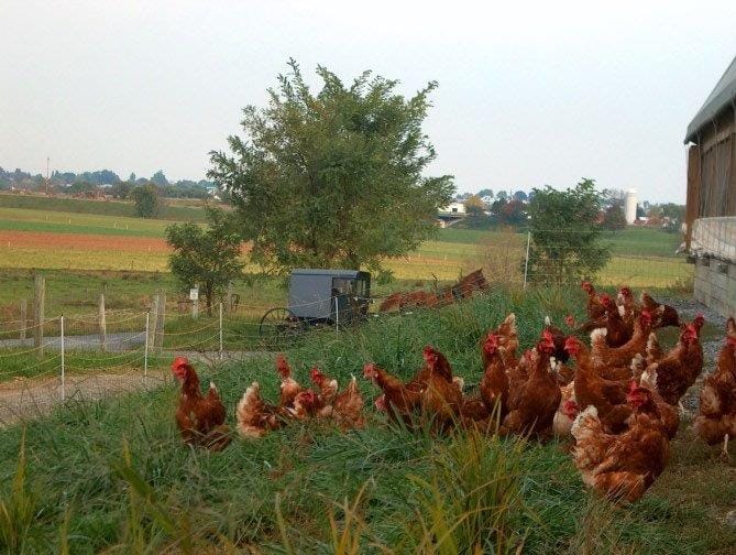 Nature's Yoke (Westfield Egg Farm) - Cornucopia Institute