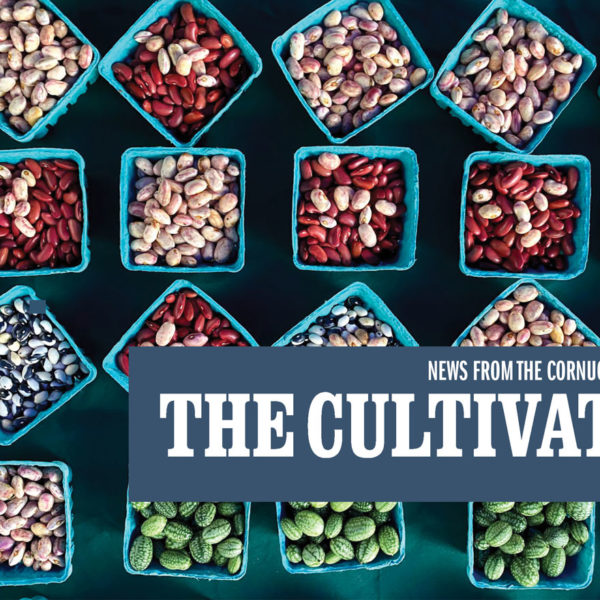 The Authentic Almond Project - Cornucopia Institute