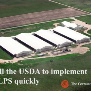 The Authentic Almond Project - Cornucopia Institute