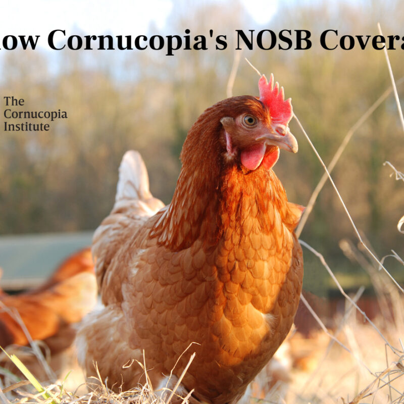 Which Chicken Breeds Are Right for You? - Cornucopia Institute