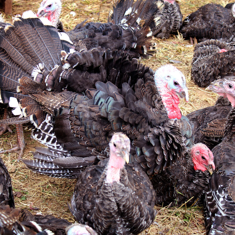 Cornucopia Visits a Top-Rated Farm Nourishing its Region with Ethically ...